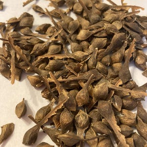 Balkan Maple Tree Seeds (acer Hyrcanum) - Etsy