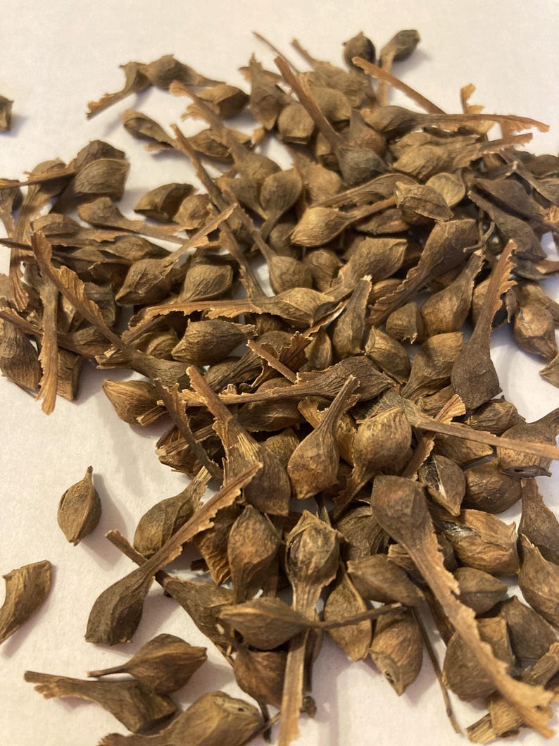Balkan Maple Tree Seeds (acer Hyrcanum) - Etsy
