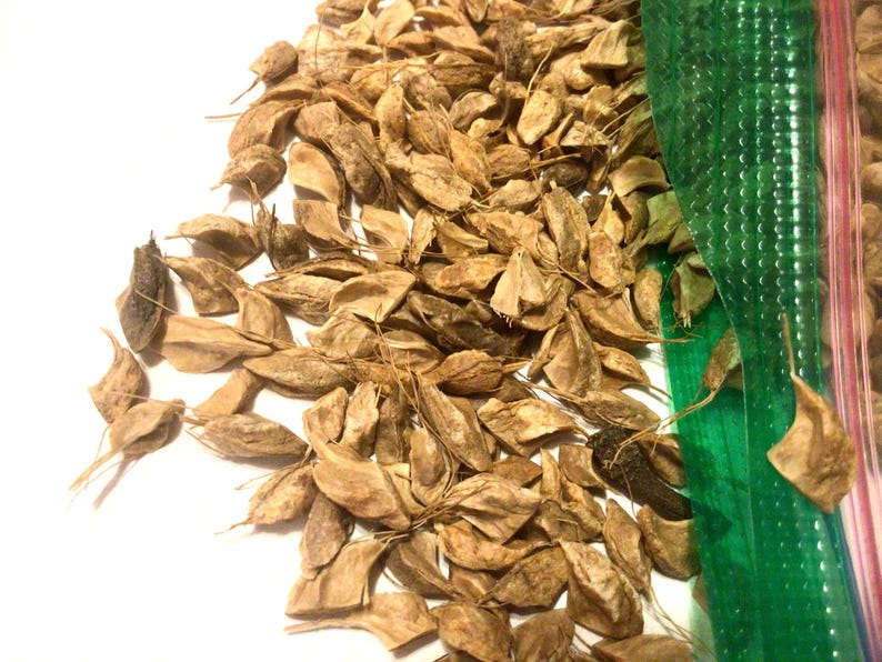 Tulip Poplar Tree Seeds (LIRIODENDRON TULIPIFERA) - Etsy