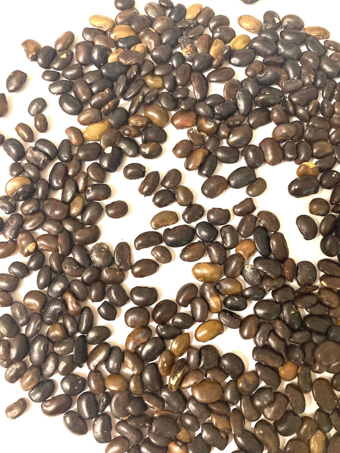 Japanese Pagoda Tree Seeds (SOPHORA JAPONICA) (chinese Scholar Tree) - Etsy