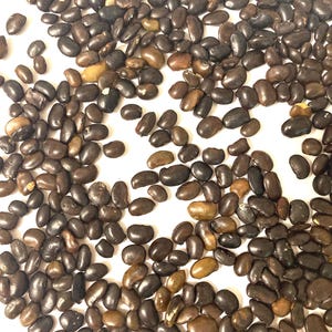 Japanese Pagoda Tree Seeds (SOPHORA JAPONICA) (chinese Scholar Tree) - Etsy