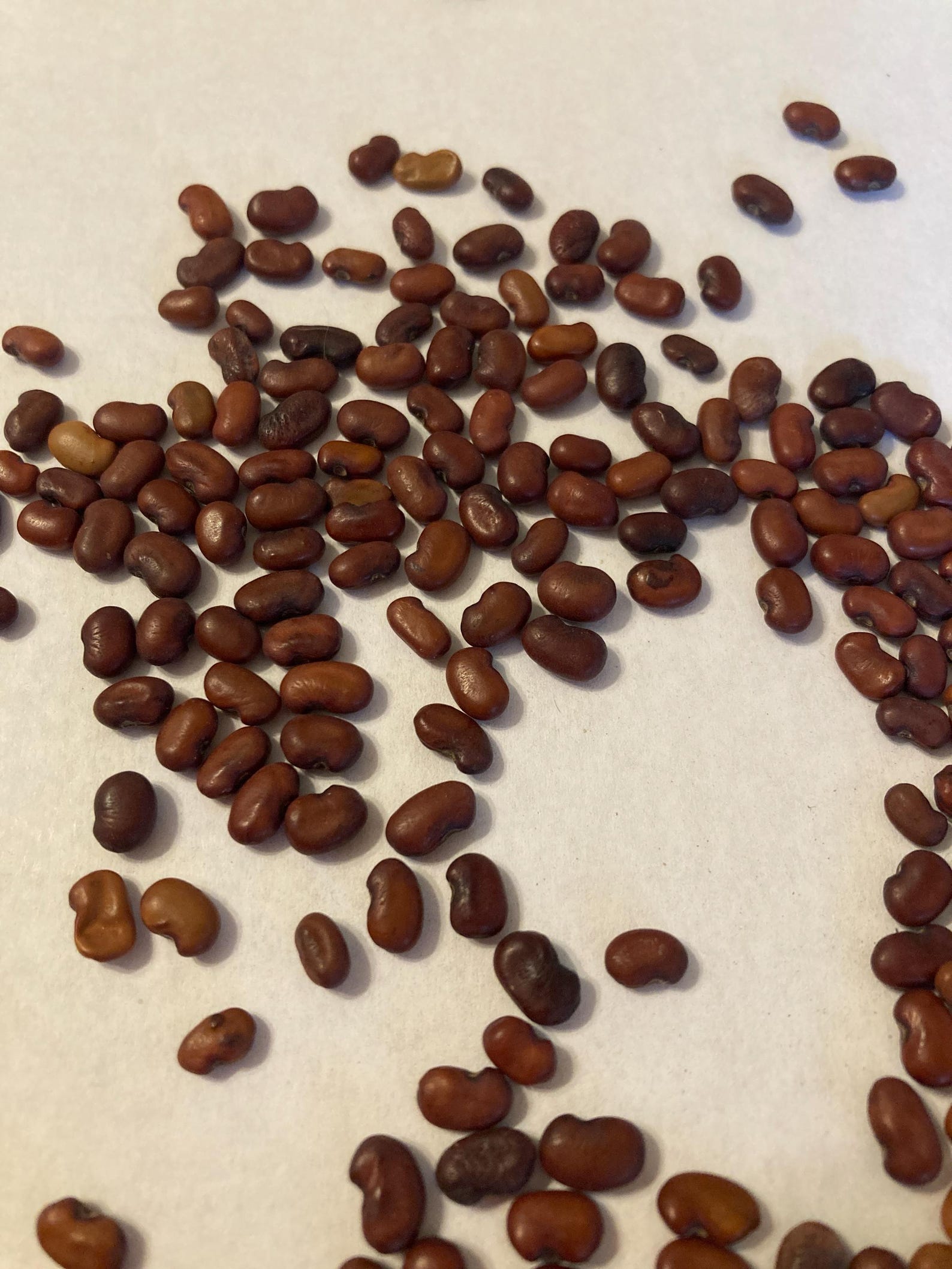 Vegetable Hummingbird Tree Seeds (SESBANIA GRANDIFLORA) (agati) - Etsy