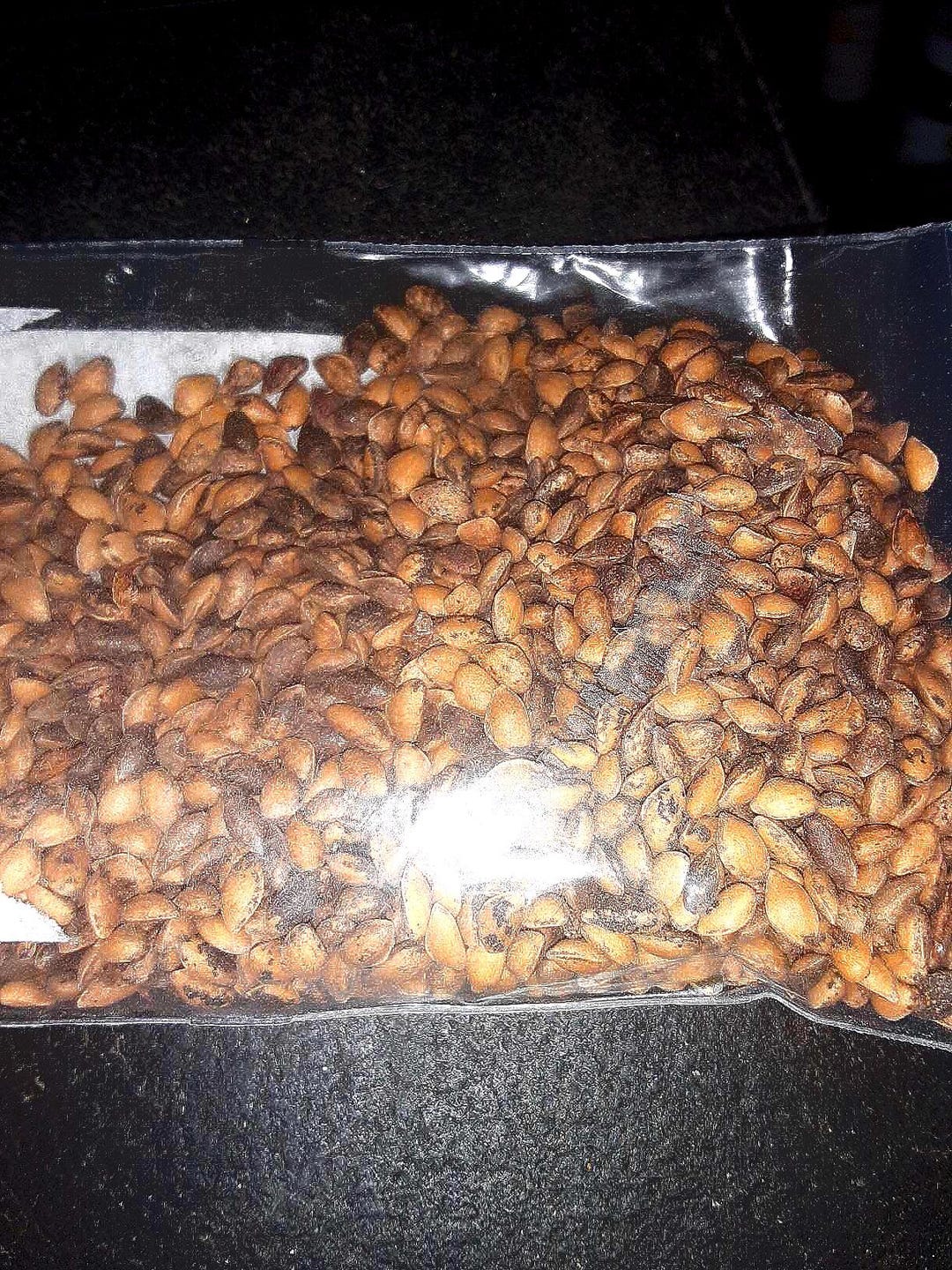 Benguet Pine Tree Seeds pinus Kesiya - Etsy