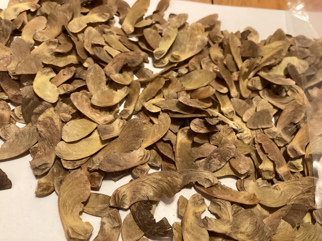 Hogyoku Japanese Maple Tree Seeds (ACER PALMATUM Hogyoku) - Etsy
