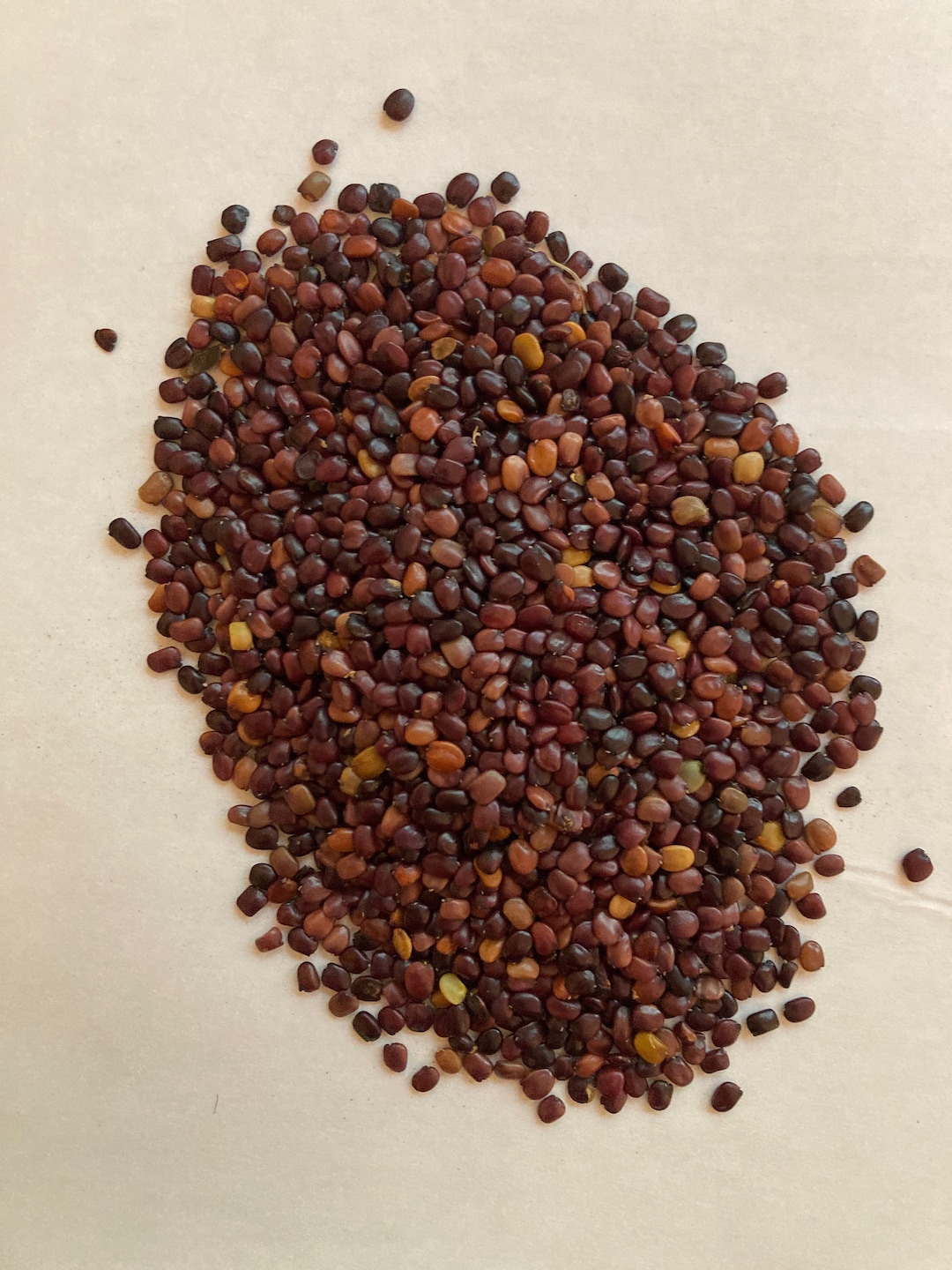 Spanish Broom Shrub Seeds (rush Broom) (weaver's Broom) (spartium Junceum) - Etsy