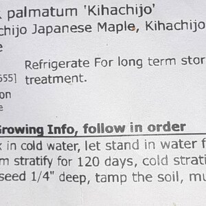 Kihachijo Japanese Maple Tree Seeds ACER PALMATUM 'kihachijo' - Etsy