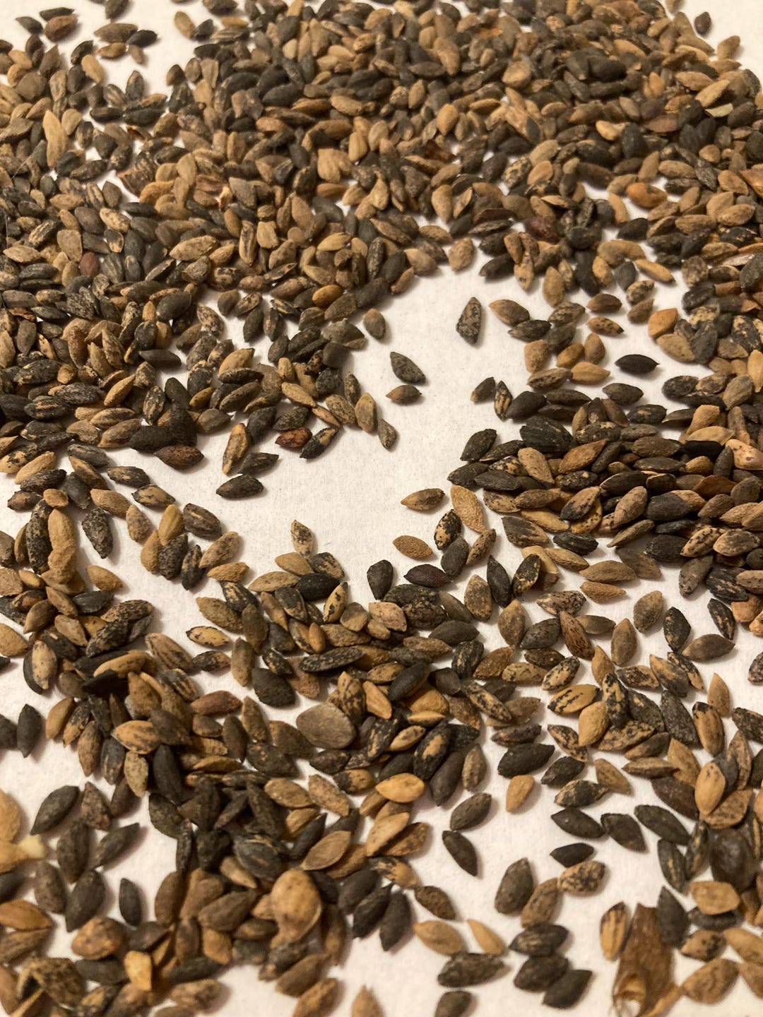 Patula Pine Tree Seeds (PINUS PATULA) (mexican Weeping Pine)(mexican ...