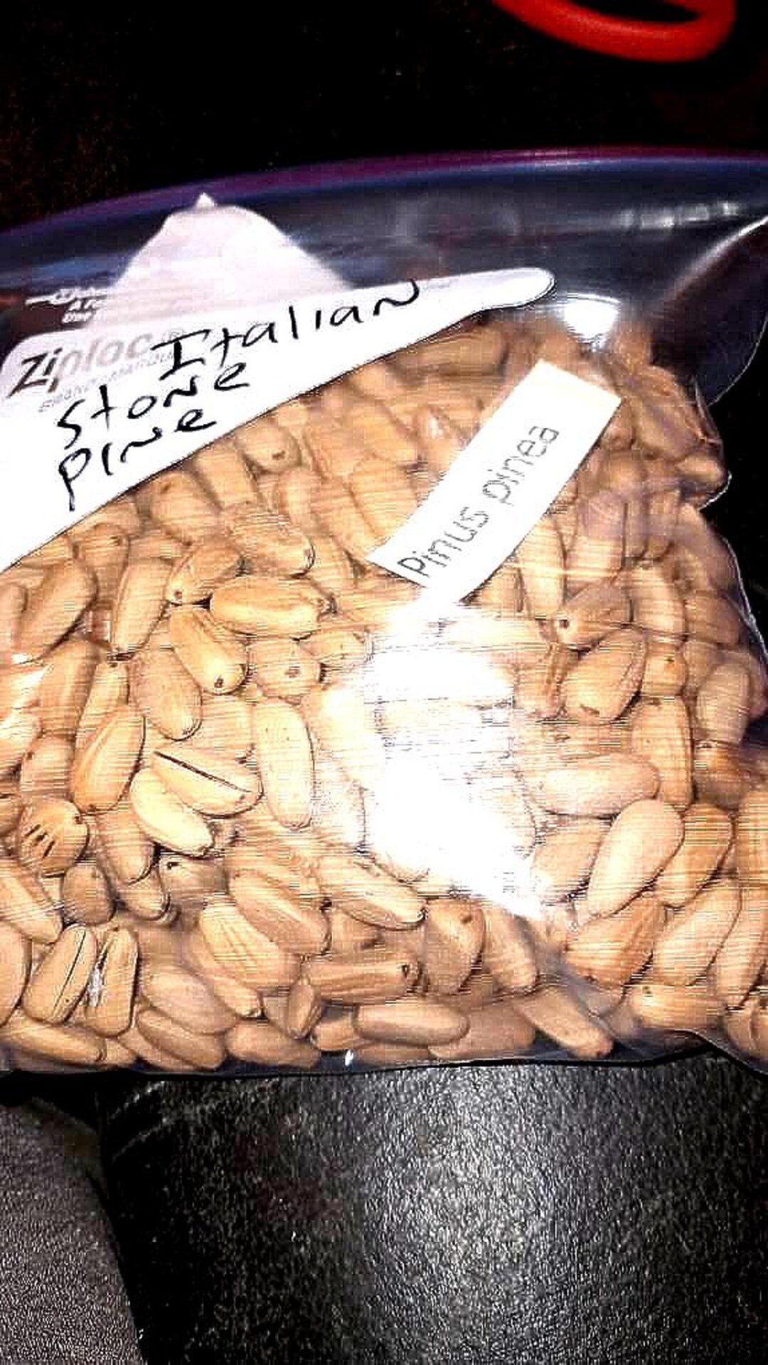 Italian Stone Pine Tree Seeds (PINUS PINEA) (stone Pine) - Etsy