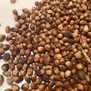 Single-seed Juniper Tree Seeds (JUNIPERUS MONOSPERMA) (cherrystone ...