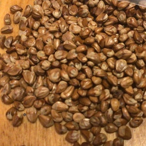 Eastern Red Cedar Tree Seeds JUNIPERUS VIRGINIANA - Etsy