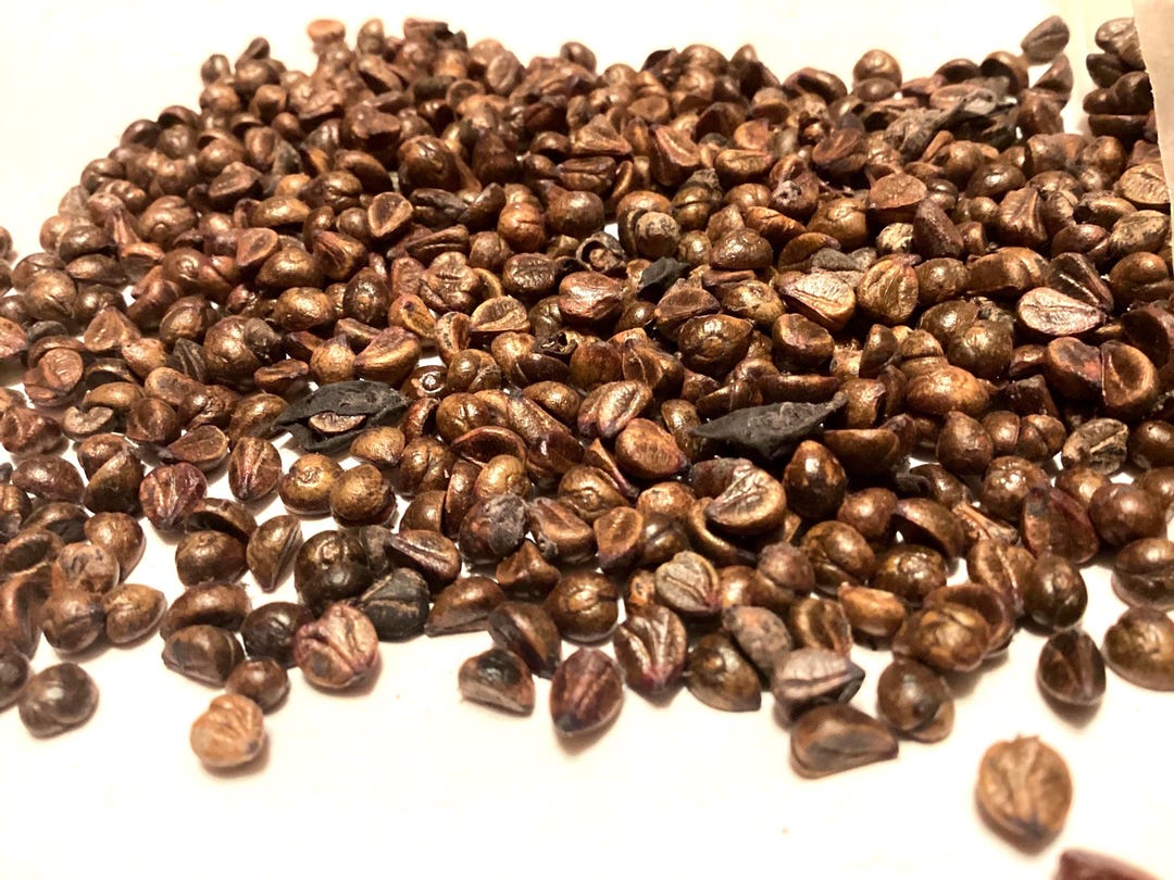 Virginia Creeper Seeds (PARTHENOCISSUS QUINQUEFOLIA) (five-leaved Ivy ...