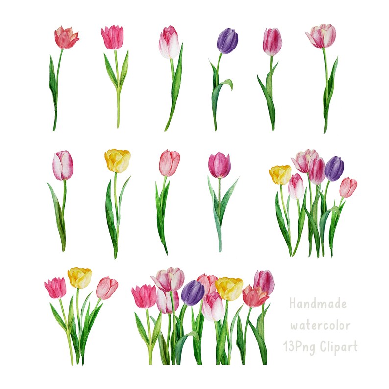 Tulip Watercolor Clipart Tulip Flower Watercolor Prints - Etsy