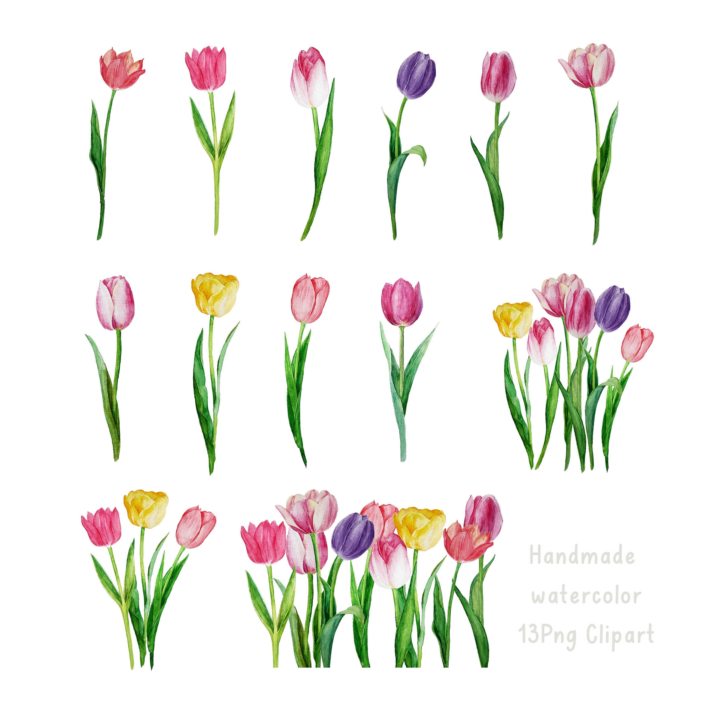 Tulip Watercolor Clipart, Tulip Flower Watercolor Prints, Tulip Flower ...