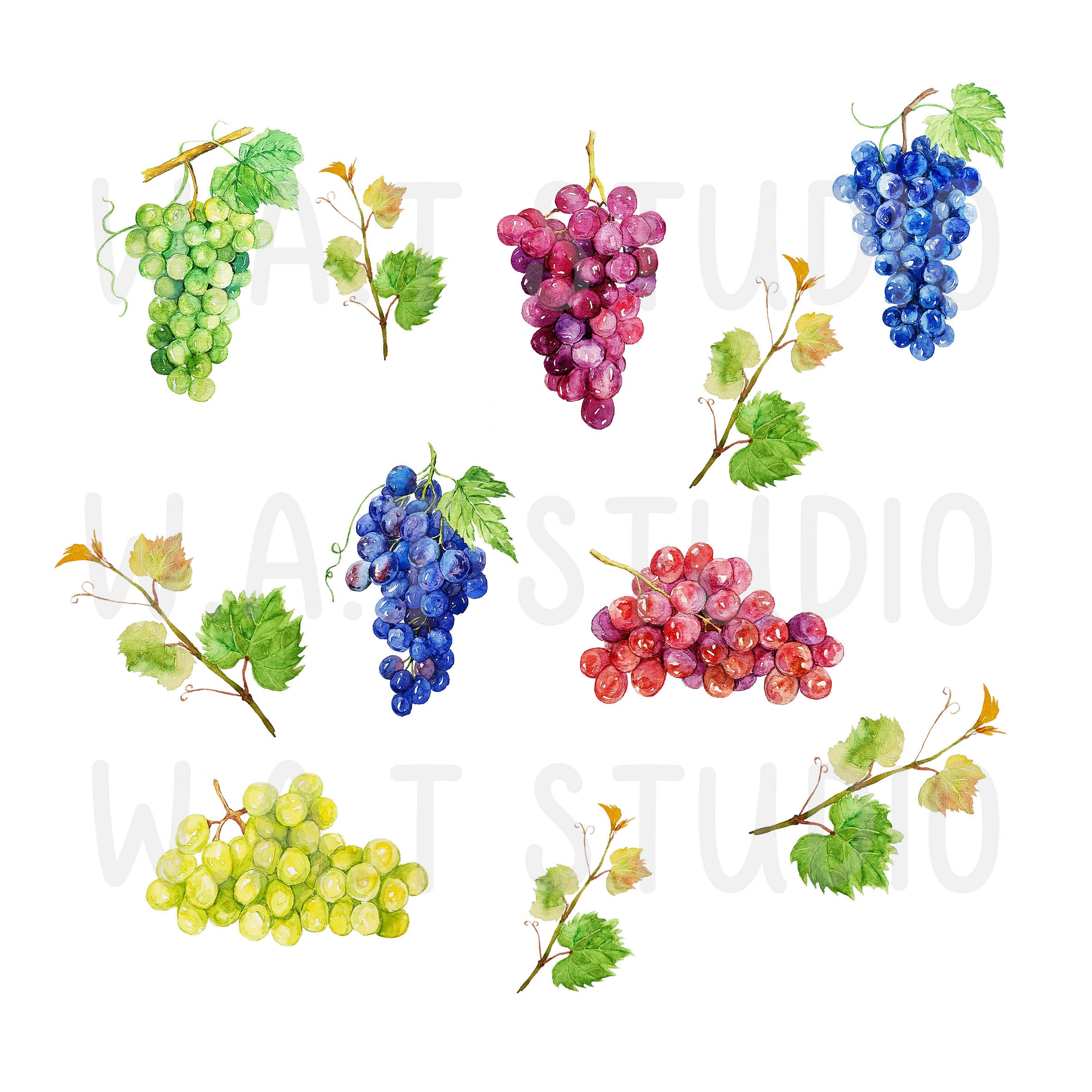 Grape Watercolor Clipart, Grape Fruit Handmade Watercolor Print, Grape ...
