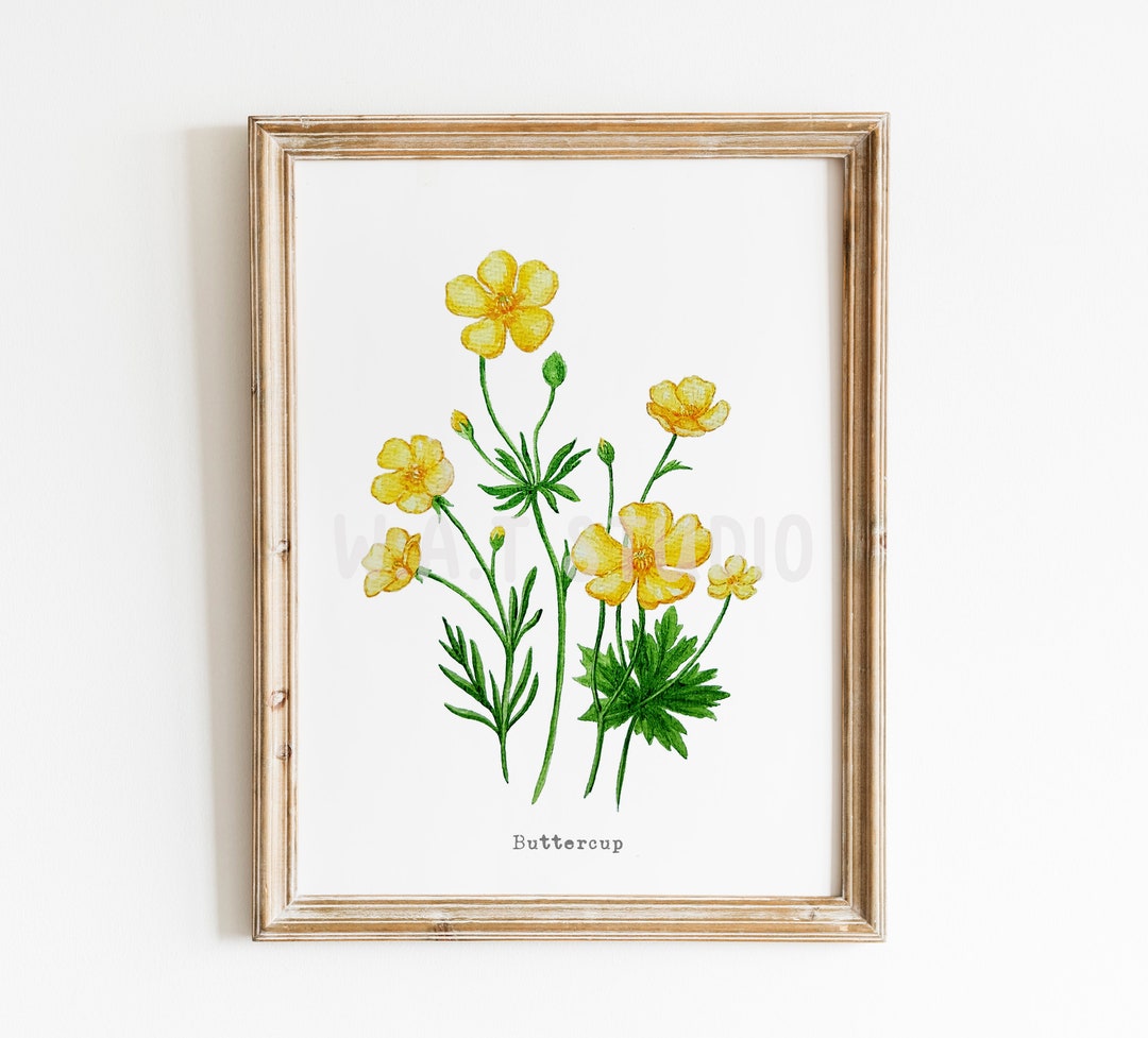 Buttercup Flower Watercolor Prints, Wild Flower Watercolor Wall Art ...