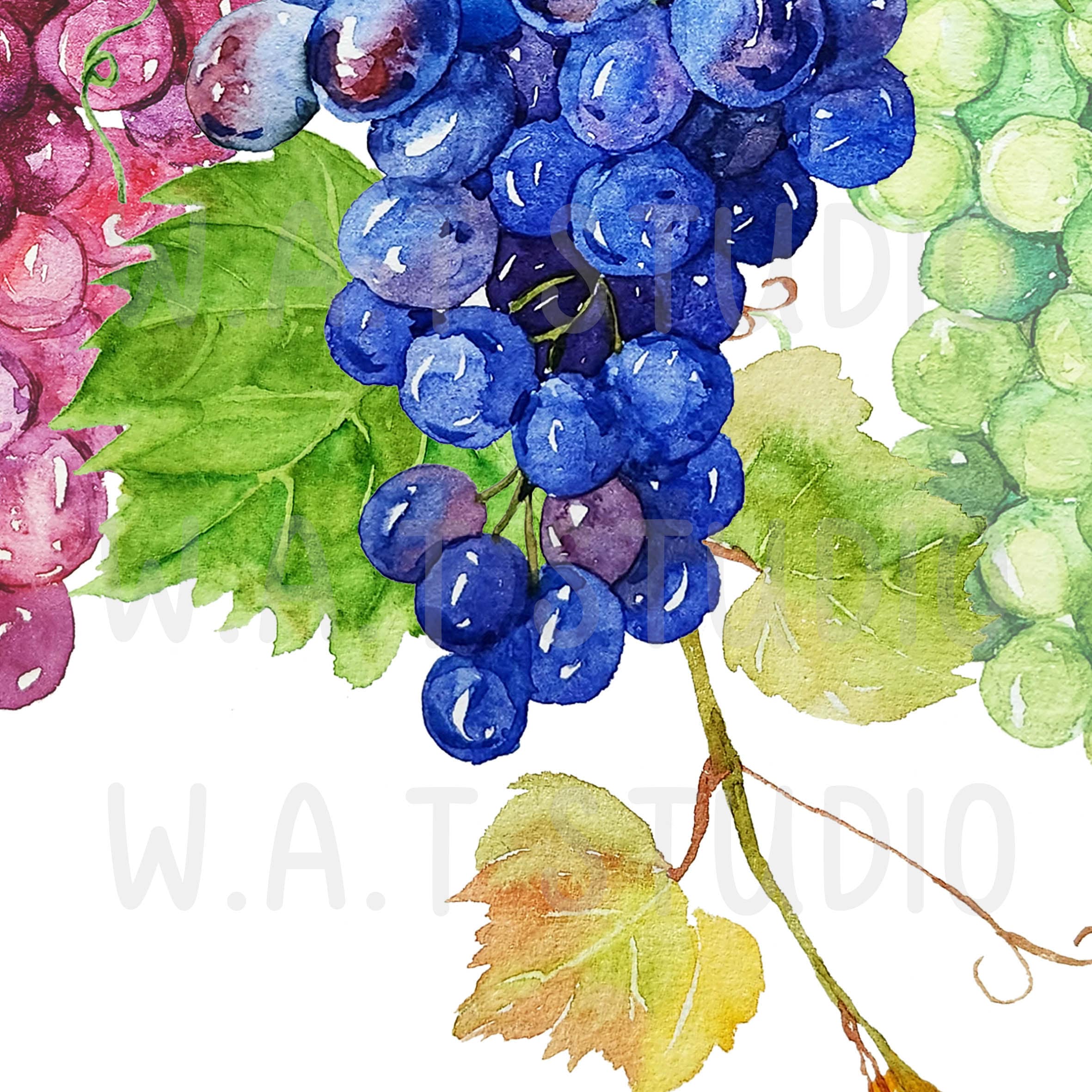 Grape Watercolor Clipart, Grape Fruit Handmade Watercolor Print, Grape ...