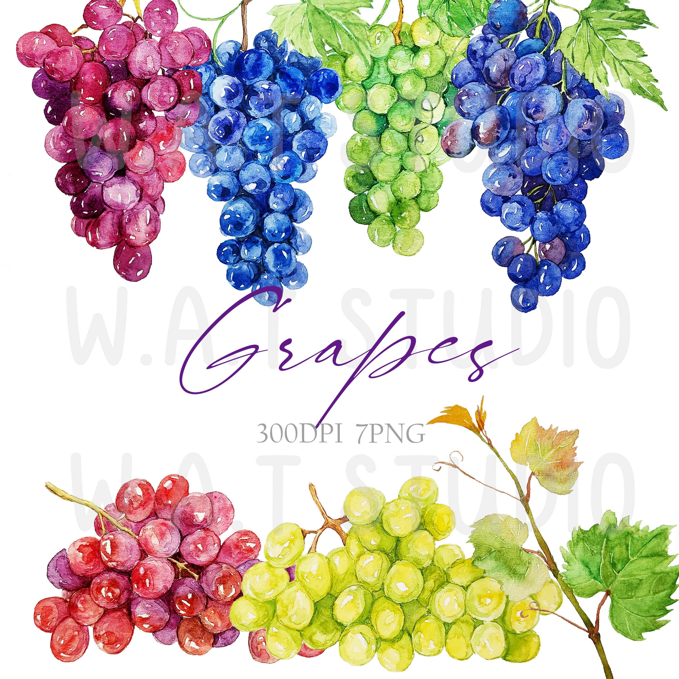 Grape Watercolor Clipart, Grape Fruit Handmade Watercolor Print, Grape ...