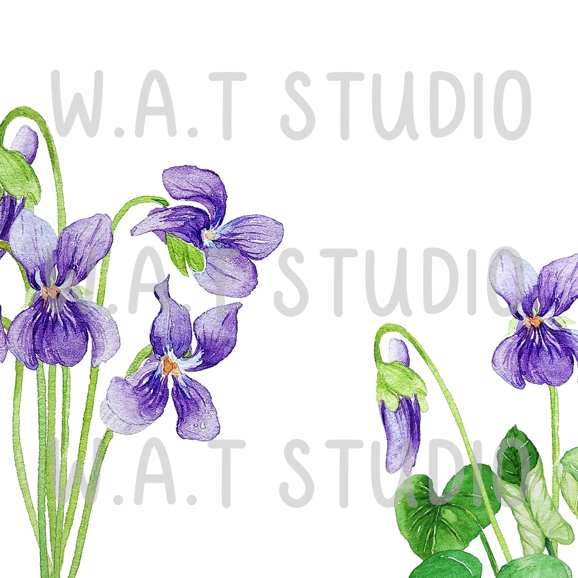 Violet Flower Watercolor Clipart, Violet Watercolor Prints, Wild Flower ...