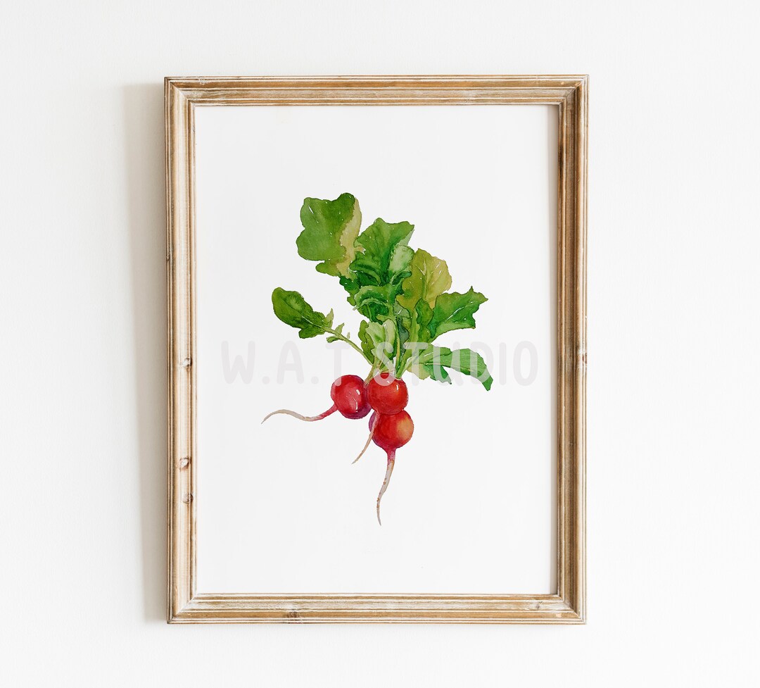 Radish Watercolor Prints, Radish Watercolor Wall Art , Radish Print ...
