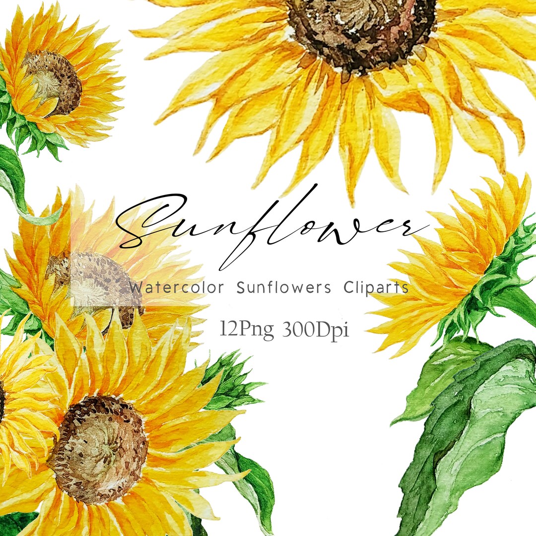 Sunflower Watercolor Clipart, Sunflower Watercolor Prints, Sunflower ...
