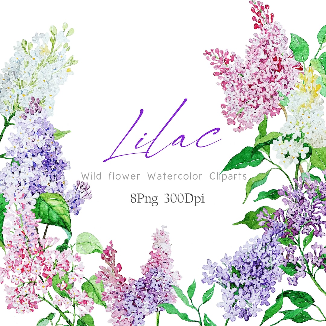 Lilac Flower Watercolor Clipart, Lilac Watercolor Prints, Wild Flower ...