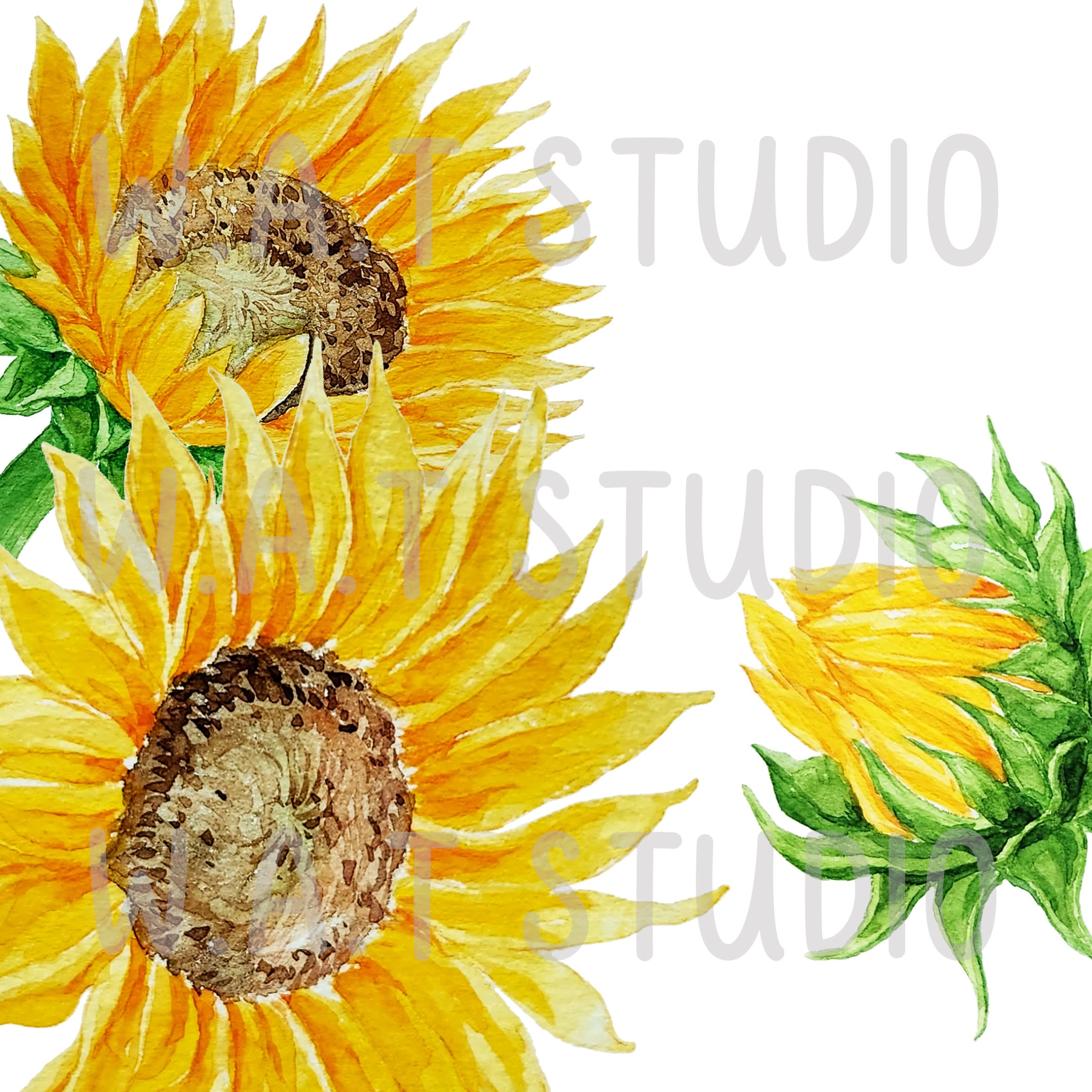 Sunflower Watercolor Clipart, Sunflower Watercolor Prints, Sunflower ...