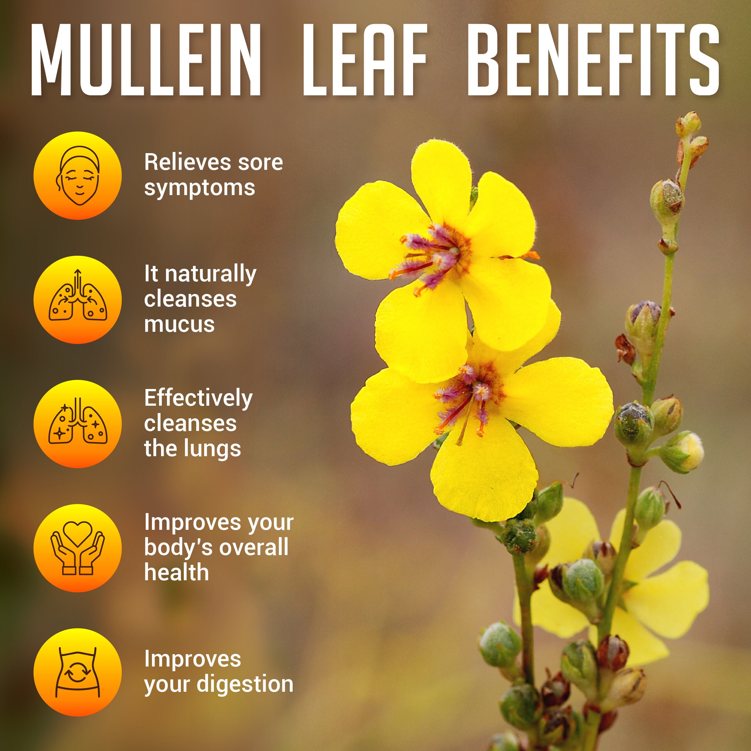 Mullein Leaf Extract Verbascum Thapsus Herbal Tincture Promoting Lung ...