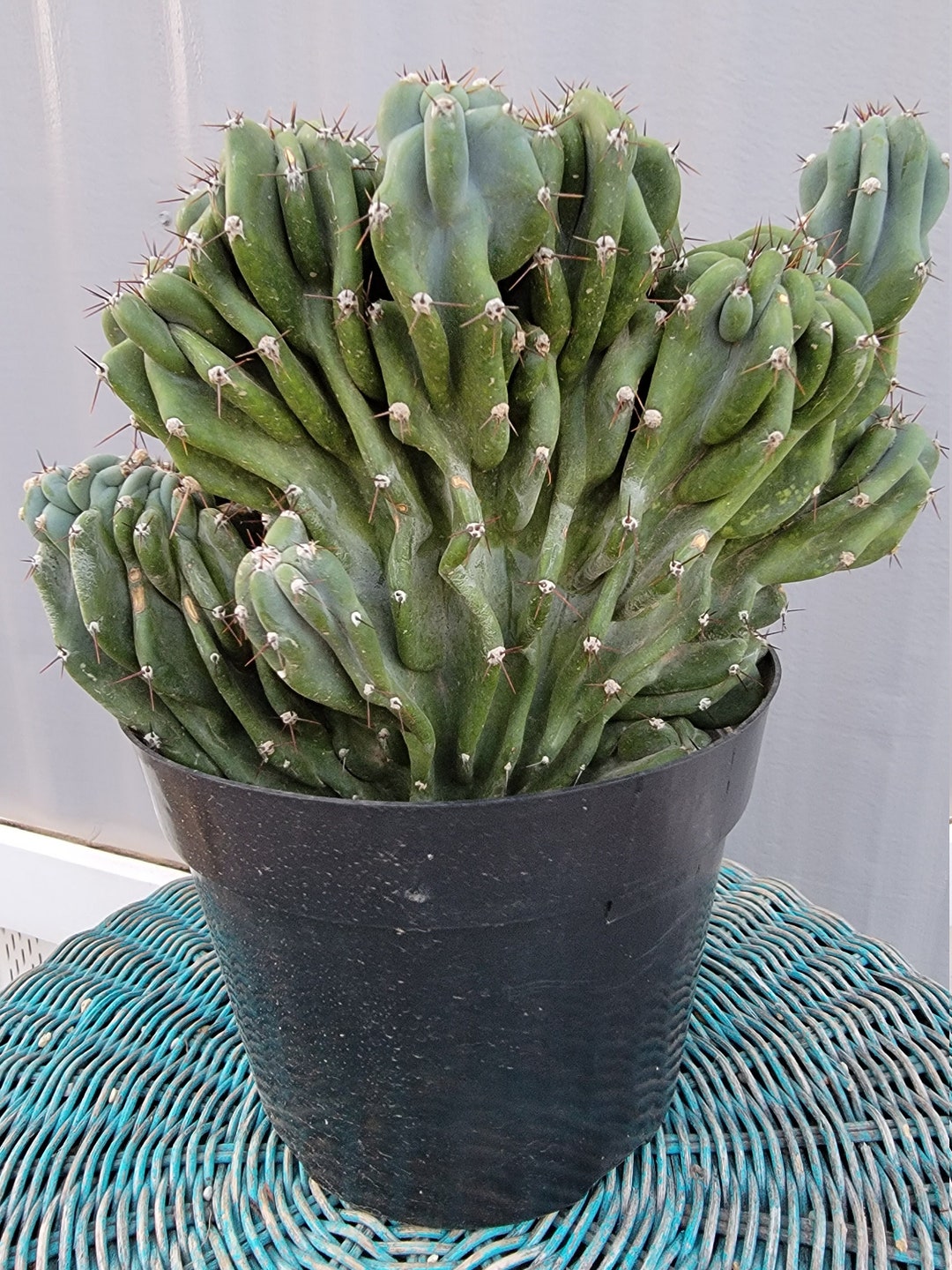 Rare CRESTED Cactus Cereus Peruvians Apple Cactus Cutting LARGE ROOTED ...