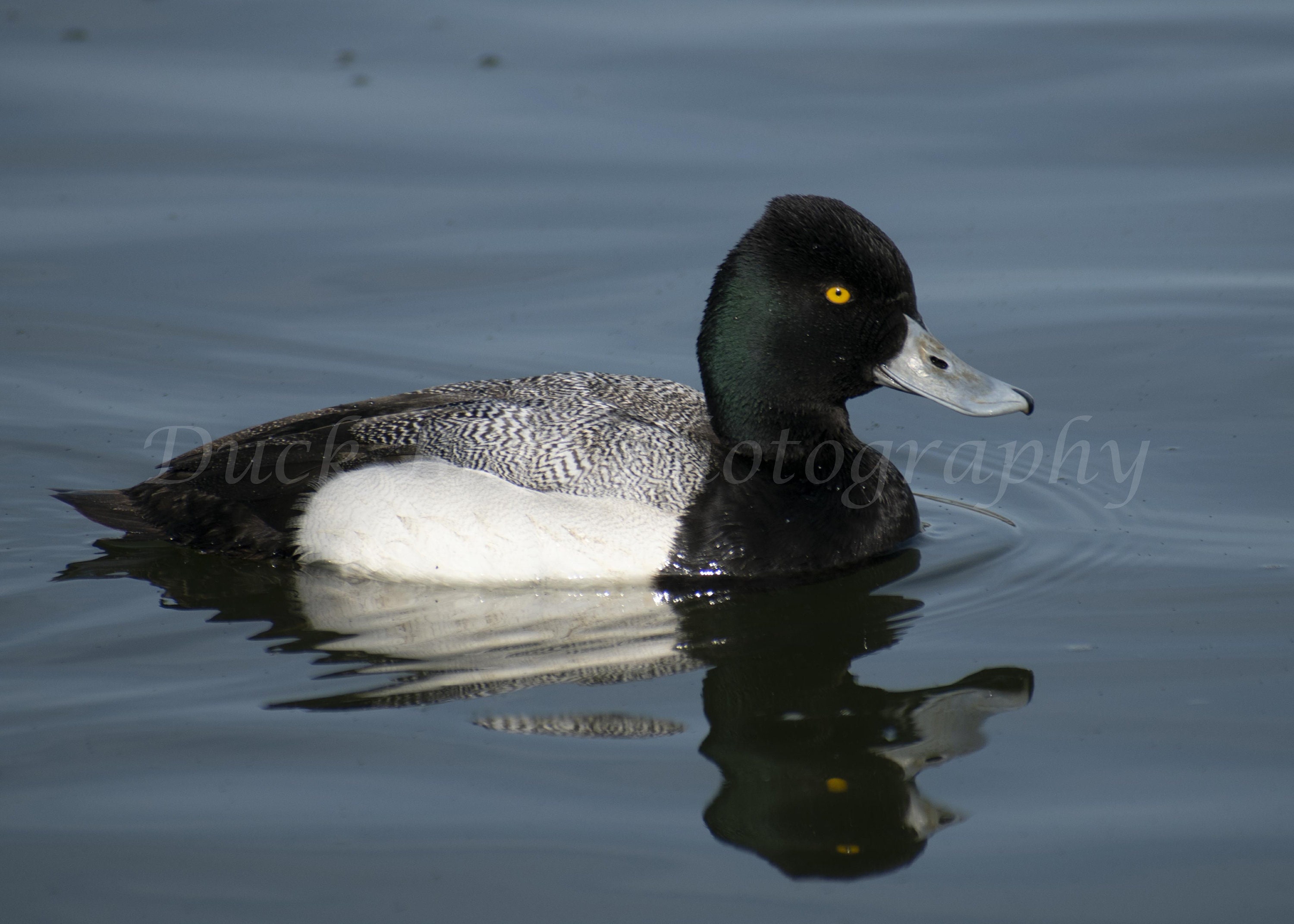 Lesser Scaup Pair