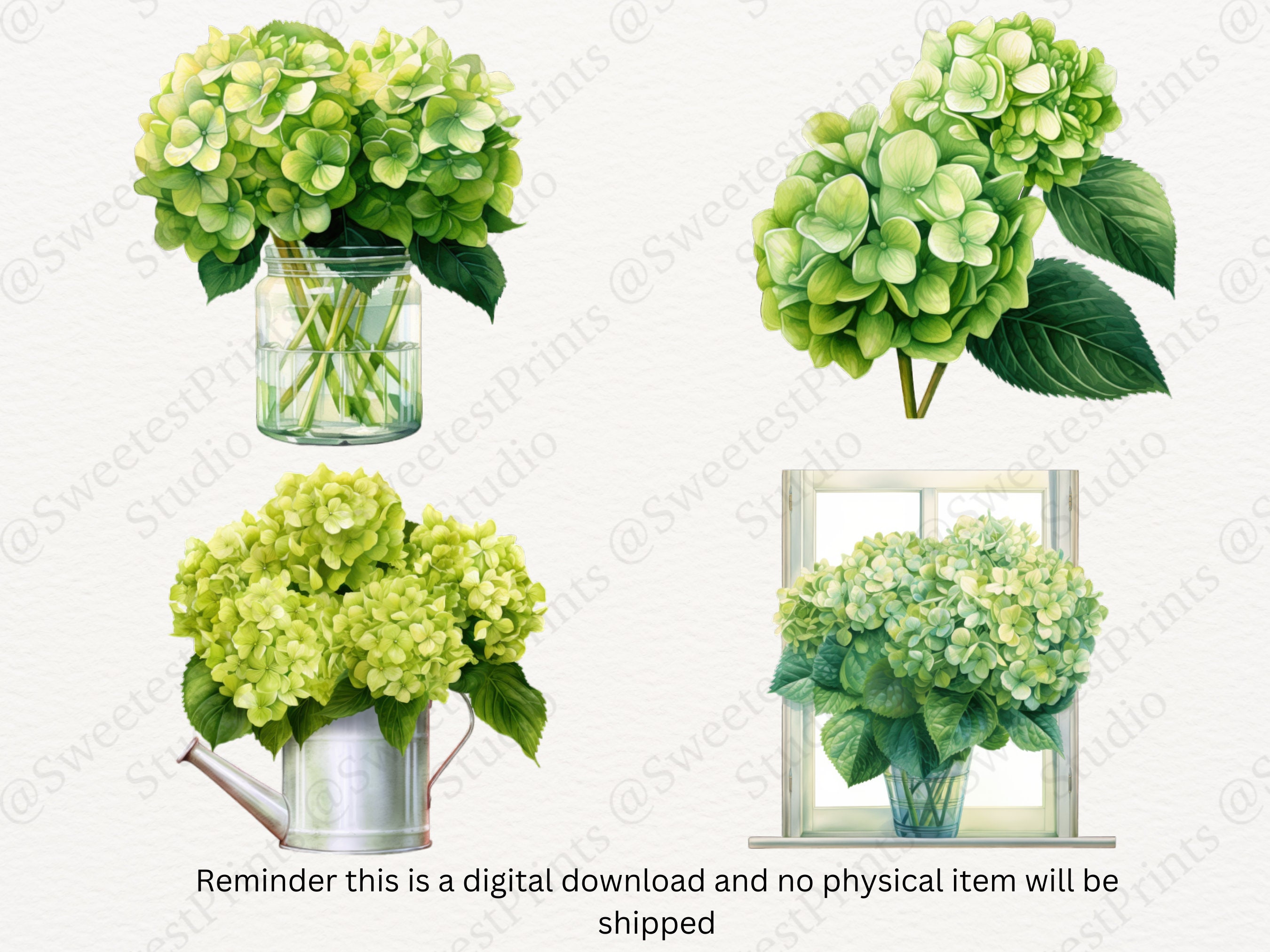 Watercolor Green Hydrangea Clipart Bundle, Spring Floral Bouquet Illustrations, Spring Summer ...