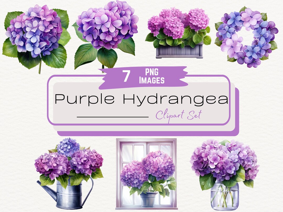 Watercolor Purple Hydrangea Clipart Bundle, Spring Bouquets ...