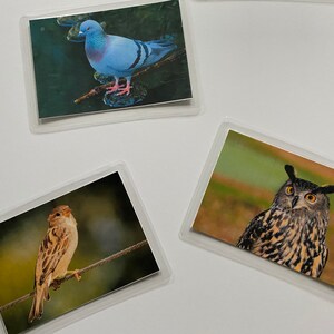 Dementia Activity: Bird Matching Game - Etsy