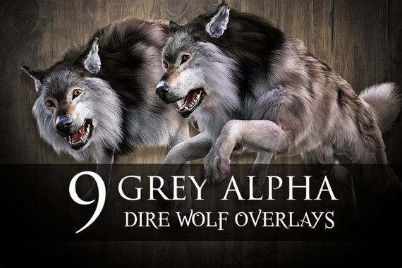 The Grey Alpha Wolf