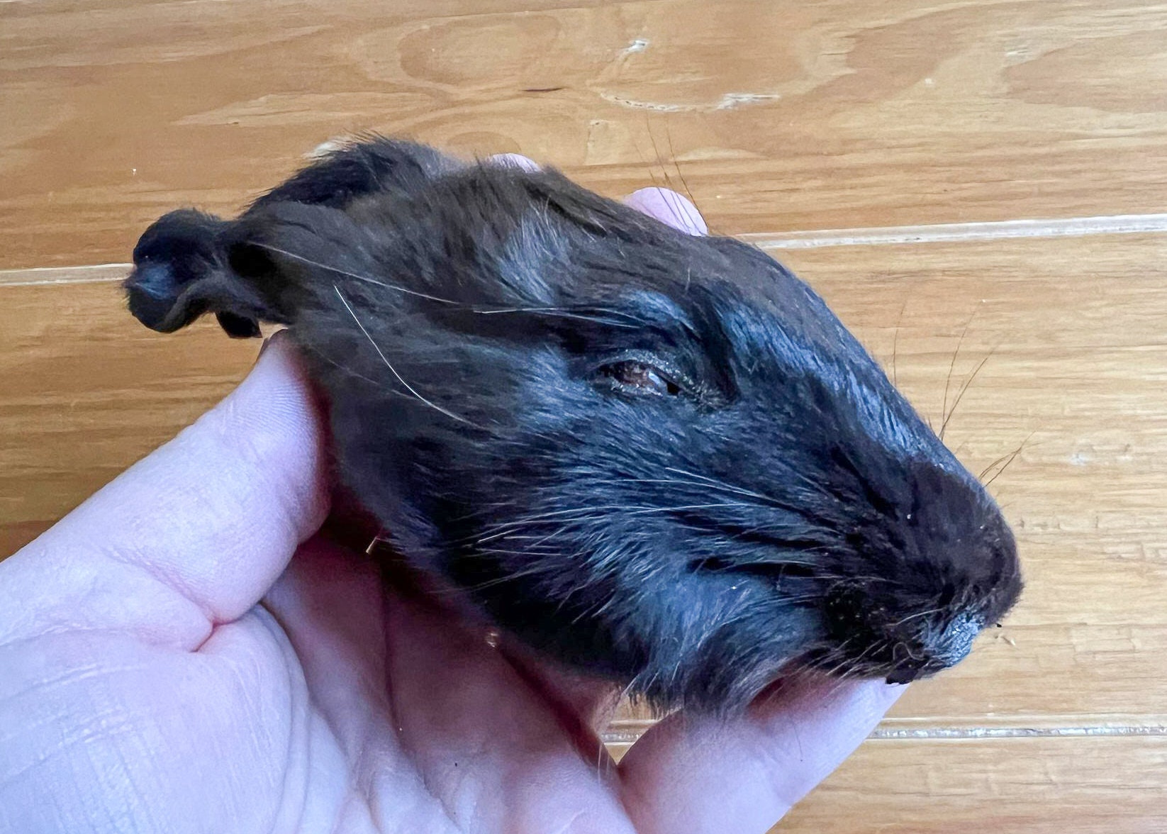 Mummified Rabbit Head Bunny Head Curiosity Animal Specimen - Etsy