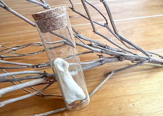Deer Knuckle Bone in a Glass Vial ONE Curiosity Bone Jar - Etsy