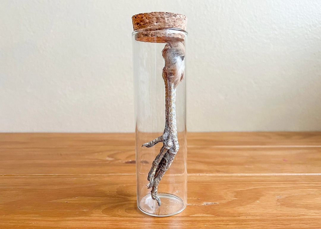 Mummified Chicken Leg in a Glass Jar, Oddity Jar, Curiosity Vial ...