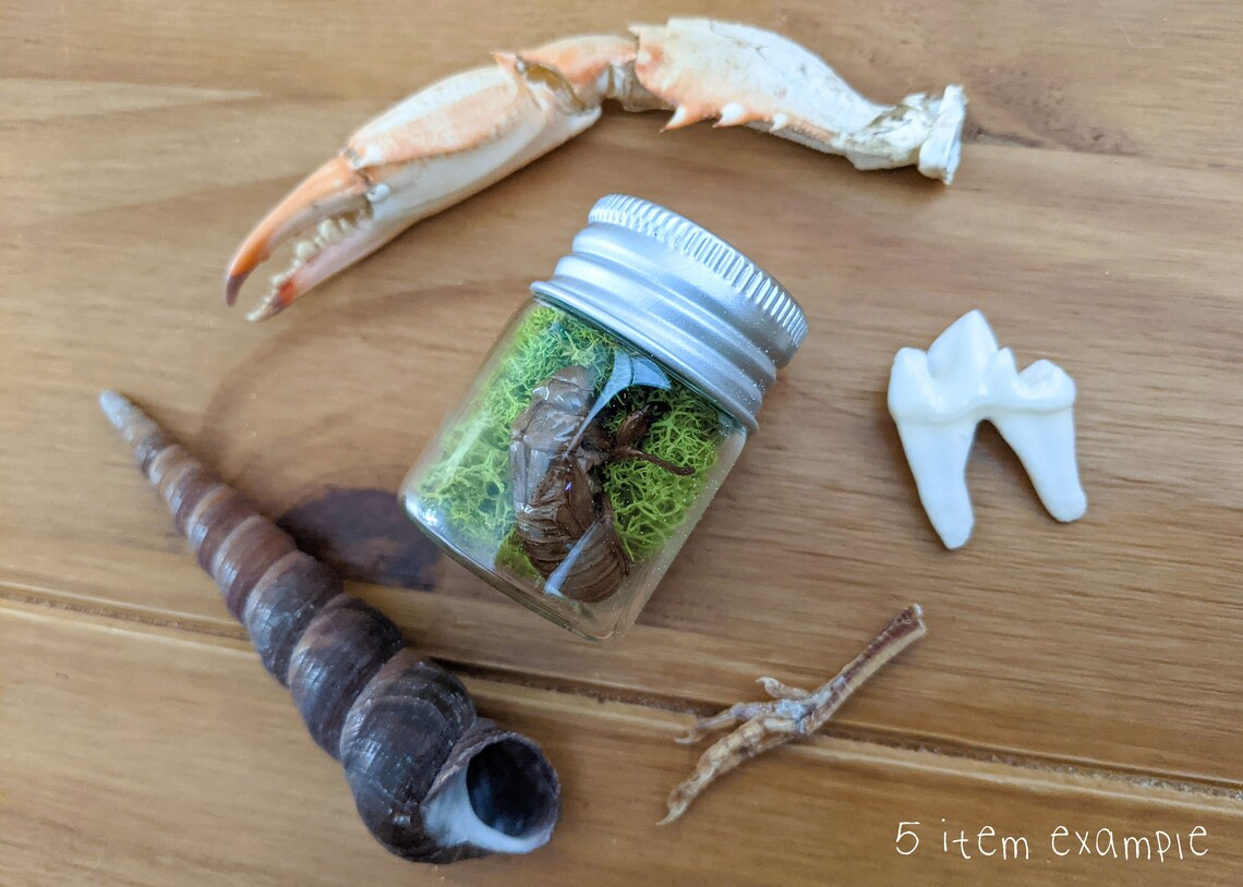 Curiosities Mystery Box Curio Cabinet Starter Collection - Etsy