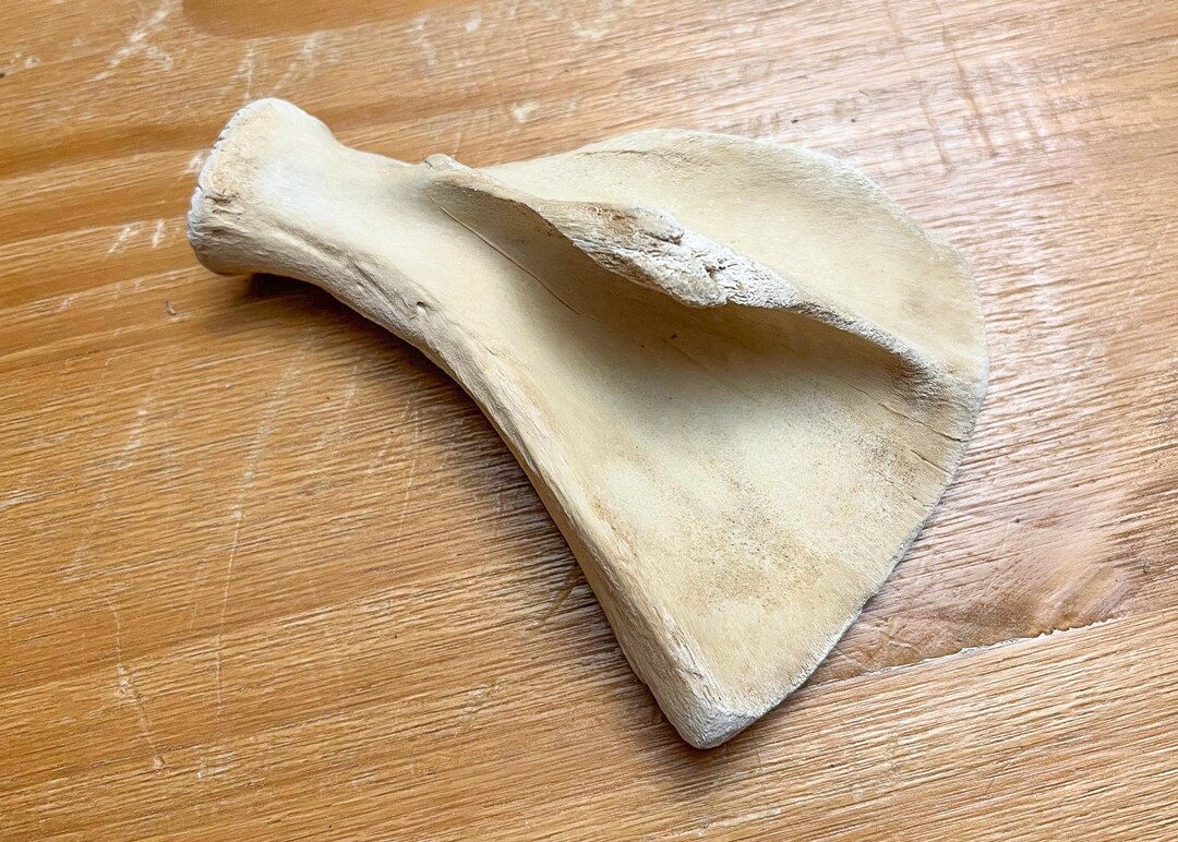 Pig Scapula shoulder Bone Real Animal Bone Animal - Etsy