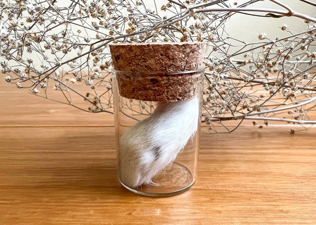 Mummified Rabbit Foot in a Glass Vial Animal Curiosity Jar - Etsy