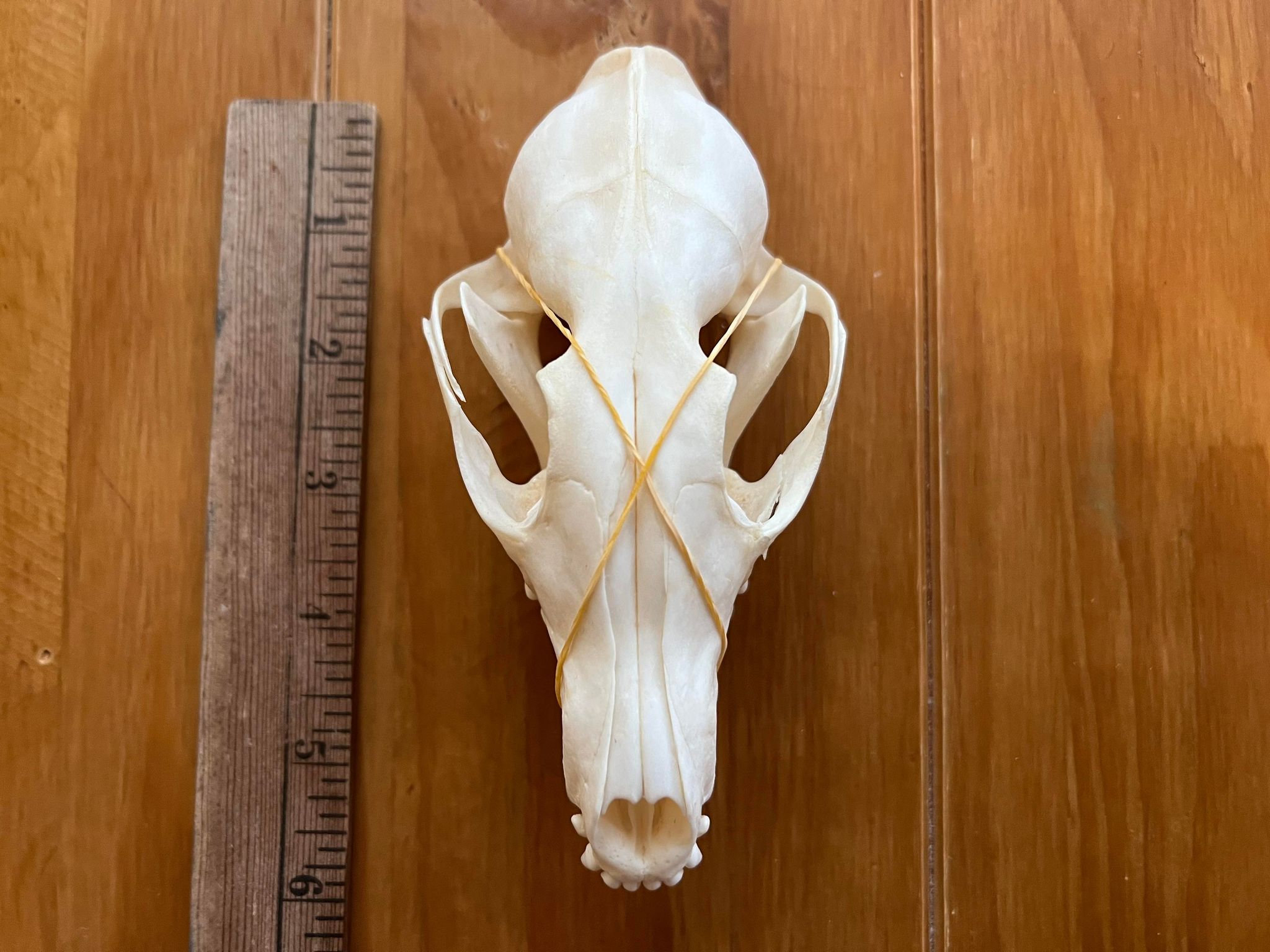 Fox Skull Real Animal Skull Small Animal Taxidermy Natural - Etsy