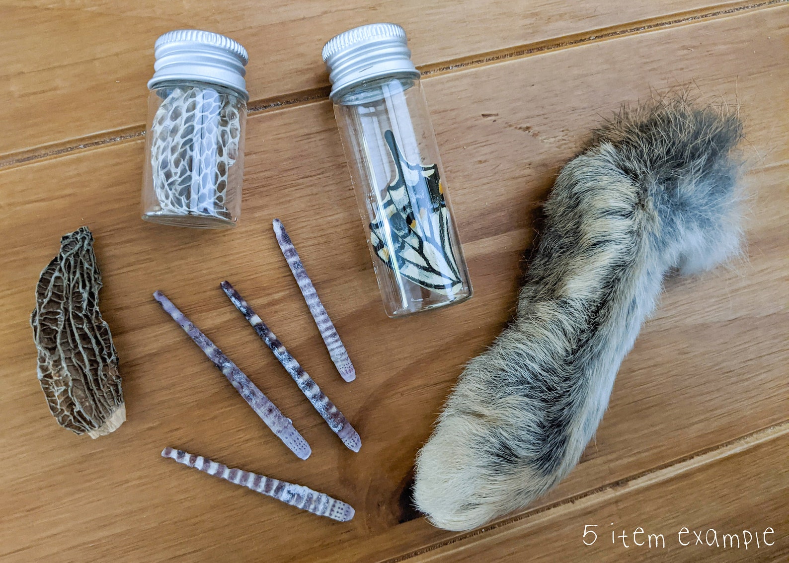 Curiosities Mystery Box Curio Cabinet Starter Collection - Etsy