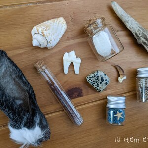 Curiosities Mystery Box, Curio Cabinet Starter Collection, Oddities and ...