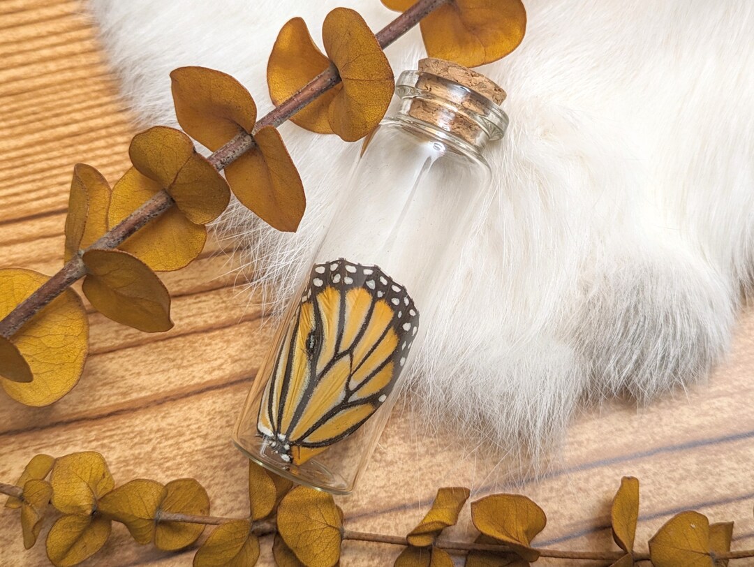 Butterfly Wing in a Glass Vial, ONE Insect Curiosity Jar, Small ...