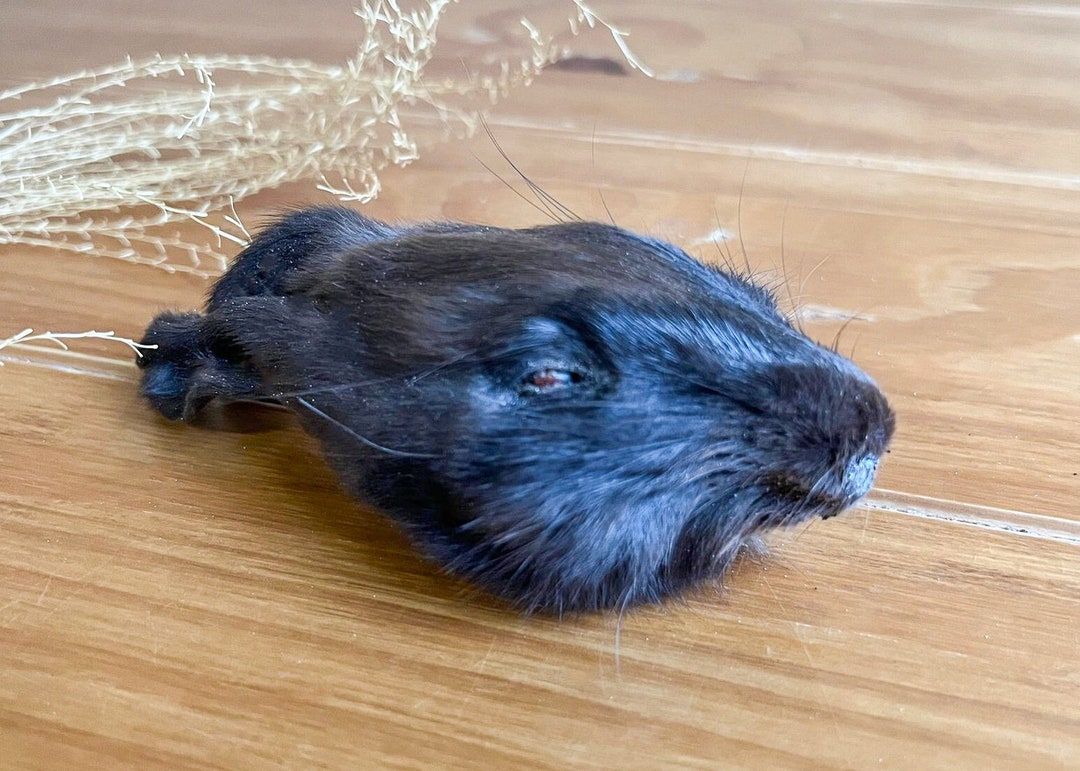 Mummified Rabbit Head Bunny Head Curiosity Animal Specimen - Etsy