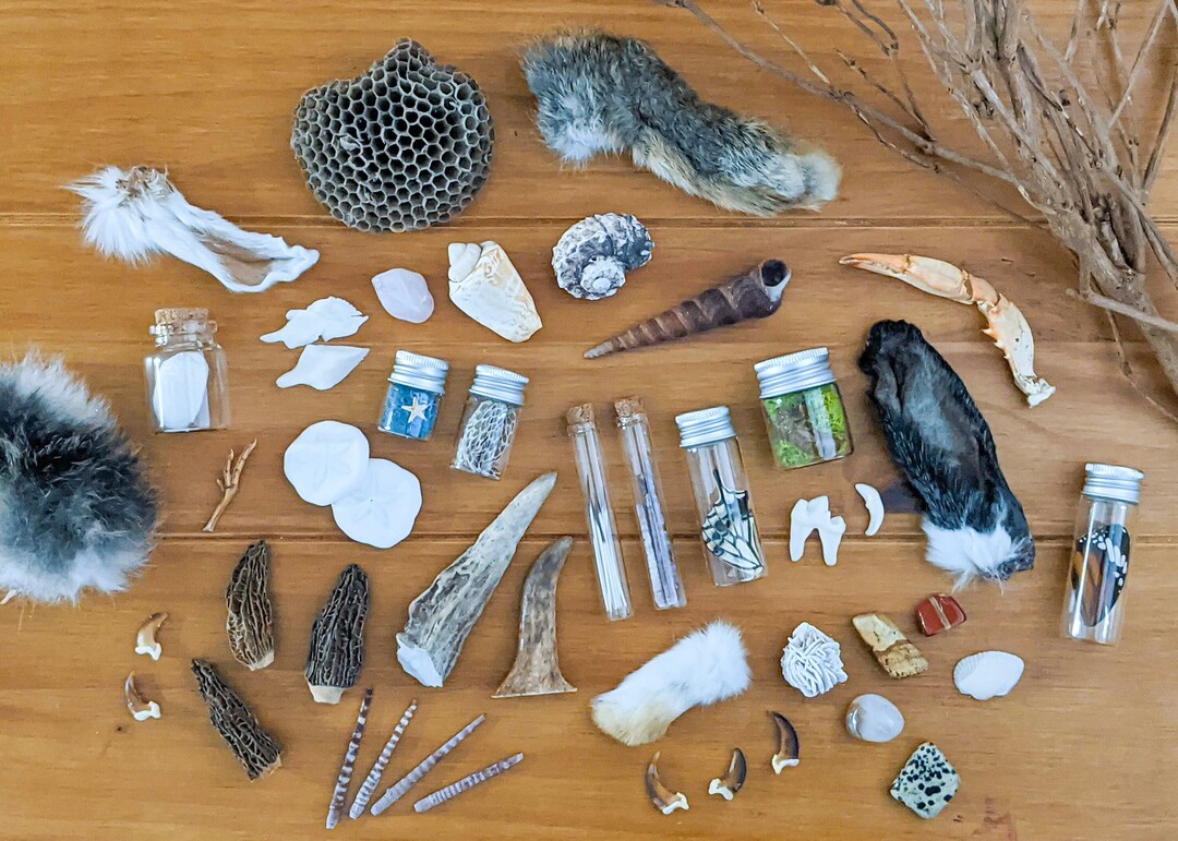 Curiosities Mystery Box, Curio Cabinet Starter Collection, Oddities and ...