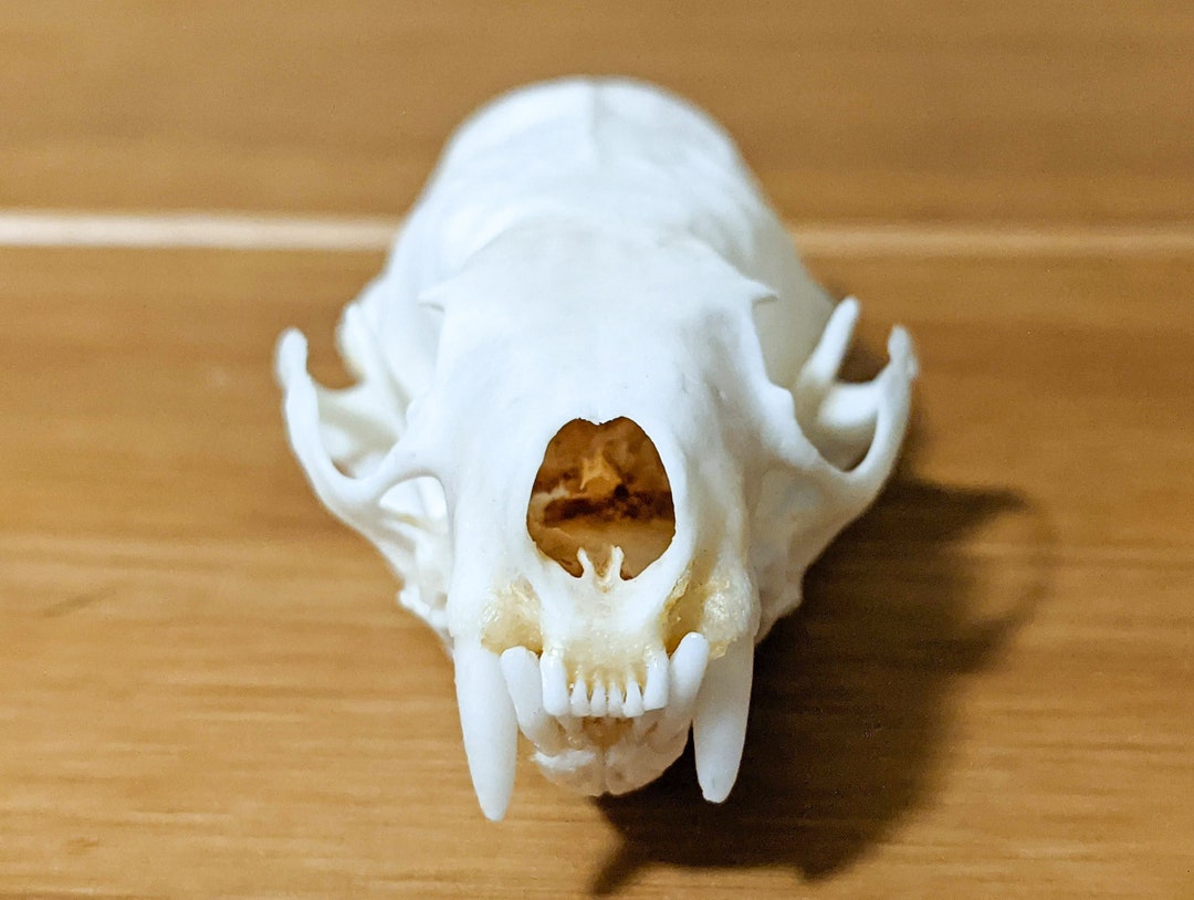 Mink Skull, ONE Real Animal Skull, Small Animal Taxidermy, Natural ...