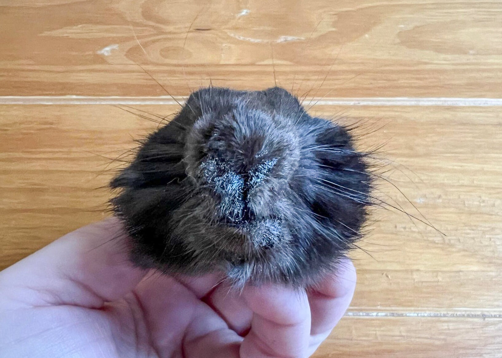 Mummified Rabbit Head Bunny Head Curiosity Animal Specimen - Etsy