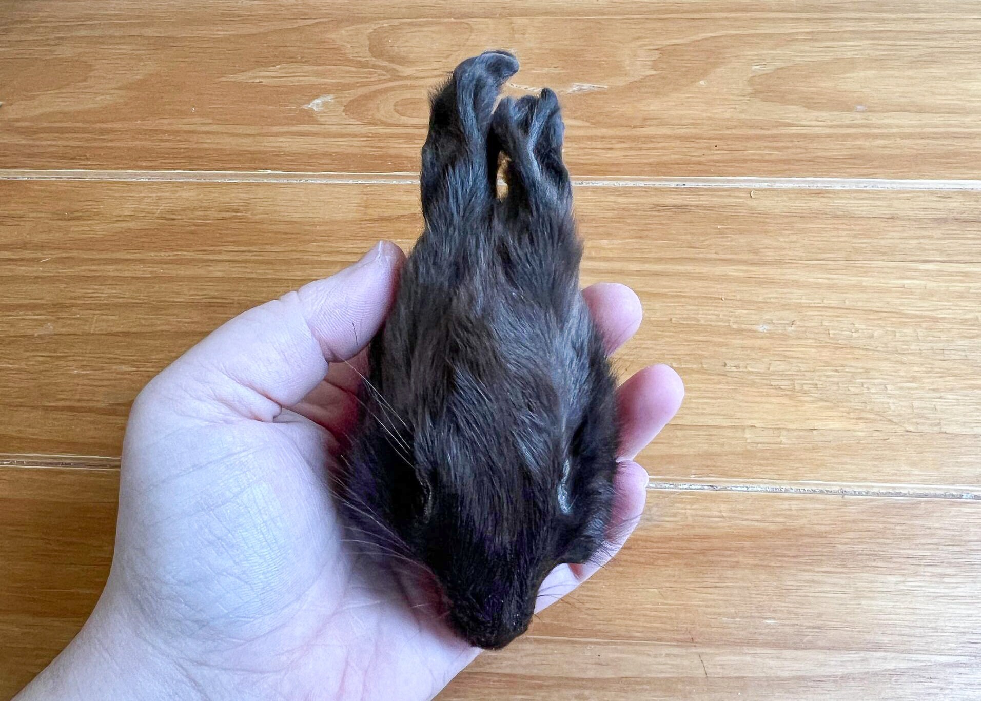 Mummified Rabbit Head Bunny Head Curiosity Animal Specimen - Etsy