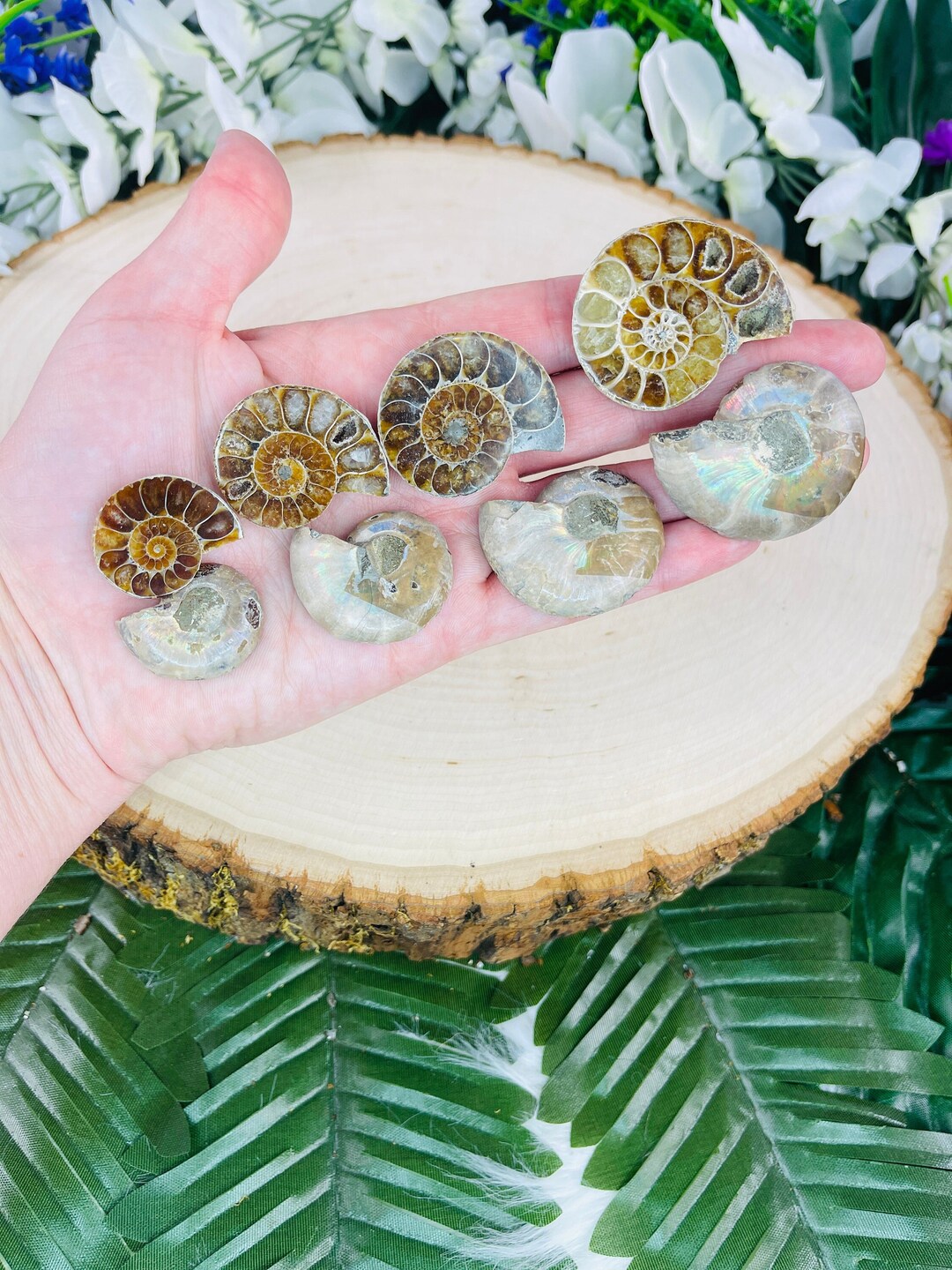 Ammonite Fossil Pair | Sacred Geometry | Fibonacci Sequence | Ancient ...