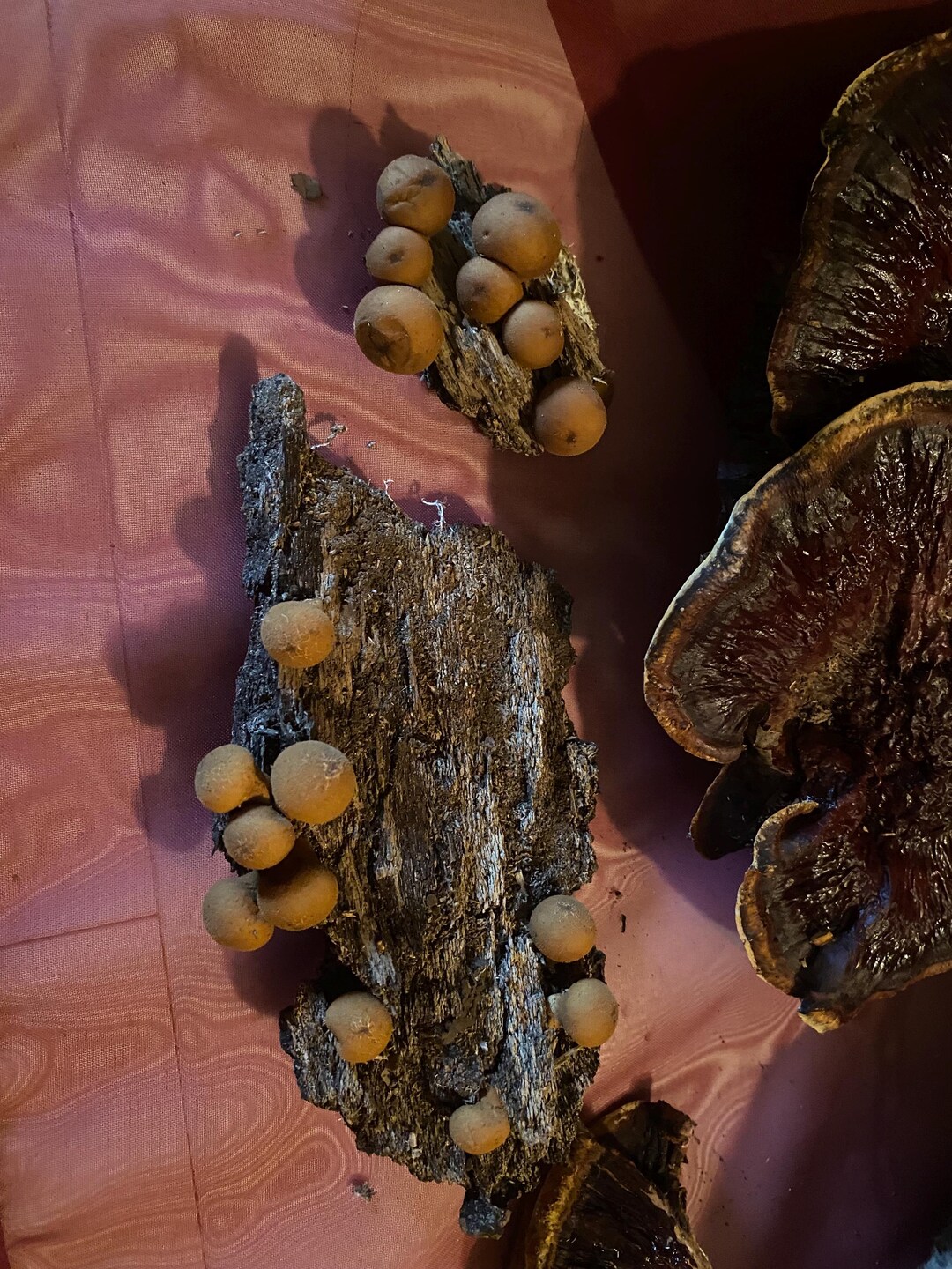 Mushroom/fungi Craft Bundle - Etsy
